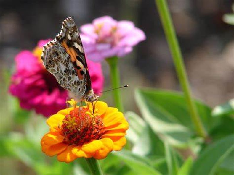 Consejos para armar tu propio jardín de mariposas urbanas
